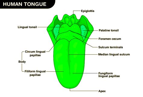 Tongue Diagram Structure And Zones Of The Tongue