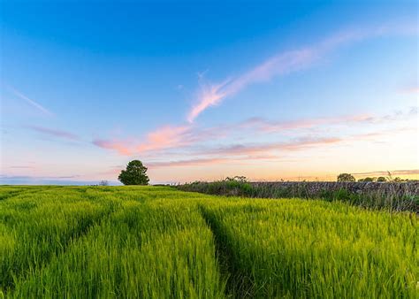 Hd Wallpaper Green Grass Field During Orange Sunset Lines Ayton