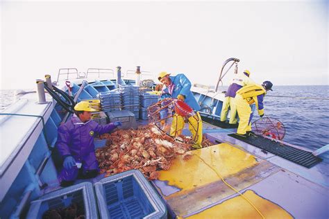 かご漁で水揚げされるオホーツク流氷明け毛蟹かご漁 北隆丸 オホーツク活魚 北海道枝幸町 Official Web Site