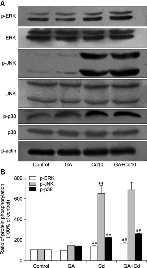 Effects Of Cd And Ga On Mapk Pathways A Erk Jnk And P38 Expression