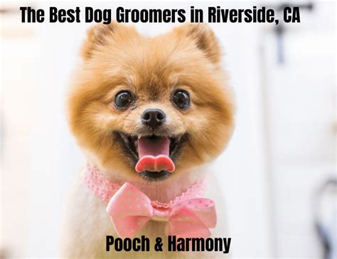 8 Of The Best Dog Groomers In Riverside Ca Pooch And Harmony