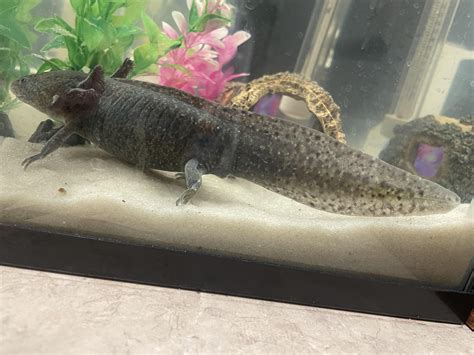 Can Someone Help Me Sex My Axolotl R Axolotls