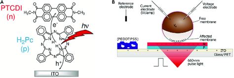 Schematic Representation Of Organic Photocapacitor Working Principle Download Scientific