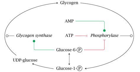Glycogen Metabolism