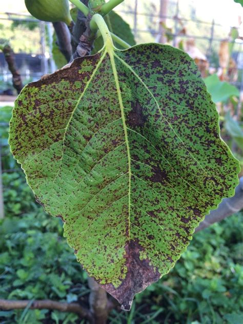 Fig Diseases And Pests Description Uses Propagation