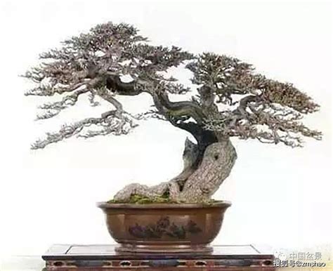 杂木盆景欣赏1 搜狐大视野 搜狐新闻