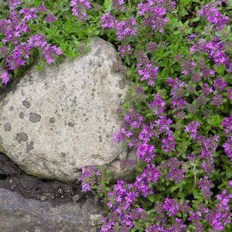 Creeping Thyme Thymus Serpyllum Mother Of Thyme Drought Tolerant Ground Cover Plant Seed