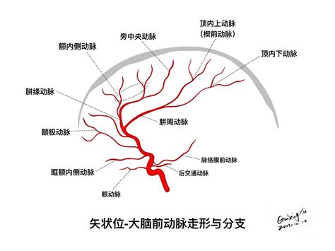 不同视角的脑动脉手绘（二） 脑医汇 神外资讯 神介资讯