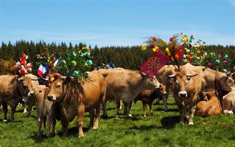 Séjour Fête de la Transhumance en Aubrac Les Voyages de Micheline