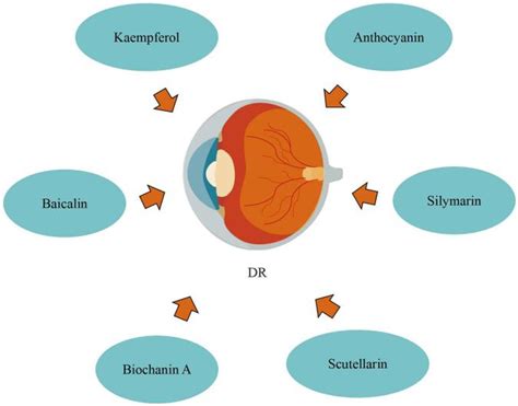 Frontiers Flavonoids Improve Type 2 Diabetes Mellitus And Its