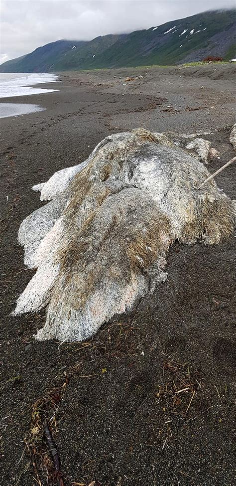 Desconcierto Por La Aparición De Un Misterioso Monstruo Peludo En Las