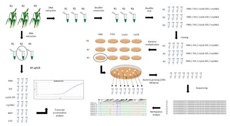 Schematic Overview Of The Experimental Design Sampling Strategy And Download Scientific