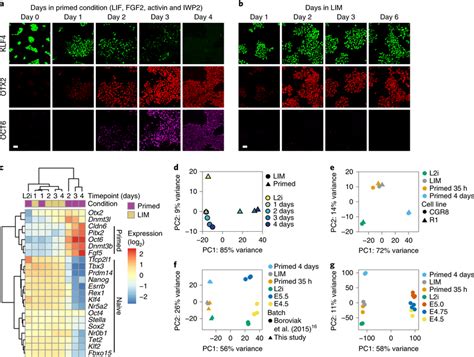 Wnt Controls The Initial Phase Of The Naive Primed Transition Ab Escs