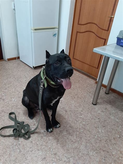 Ветеринарная клиника ВЕРА город Алматы