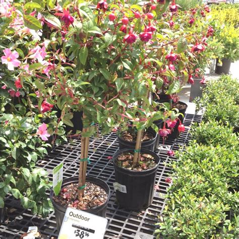 Beautiful Fuchsia Tree Perfect Addition To Your Garden