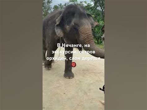 В Нячанге, на экскурсии на островах, есть слон Лена, этот слон драчун ...