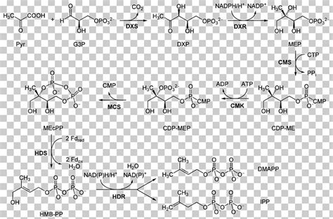 Abscisic Acid Isopentenyl Pyrophosphate Dimethylallyl Pyrophosphate