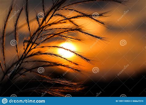 Kush Grass Or Kash Ful Close Up Macro Image With Golden Sun Light In