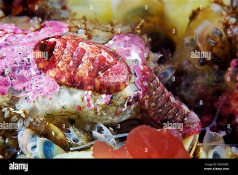 Lined Chiton Tonicella Marmorea On Coral Chitons Are Primitive Slow