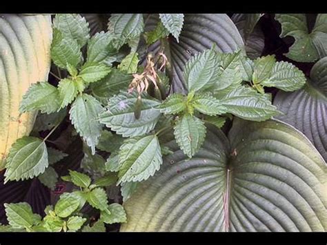 Identifying And Removing Clearweed Youtube