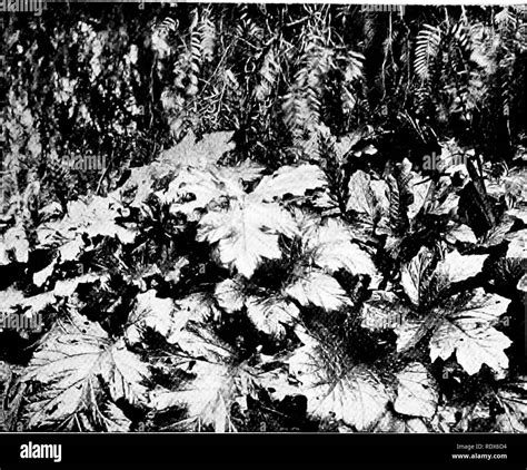 The Flora Of The Algeria Botany Acanthe Acanthus Mollis NO