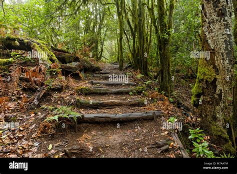 Hiking Trail In The Cloud Forest Garajonay National Park La Gomera