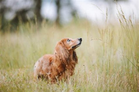 Three Human Foods Toxic For Dogs Flipboard