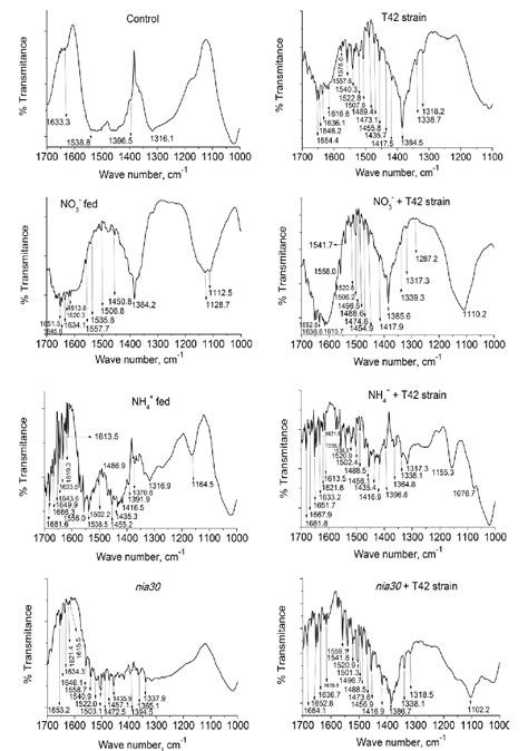 Figure 3 From Trichoderma Asperellum T42 Reprograms Tobacco For Enhanced Nitrogen Utilization