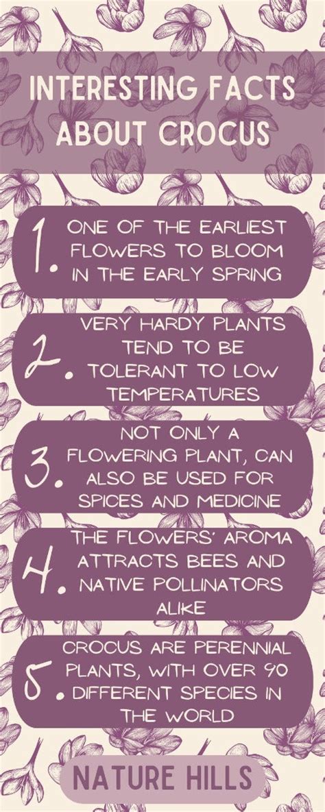 Crocus Bulbs Nature Hills Nursery