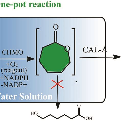 Schematic Representation Of The Synthesis Of The Oligomer Download