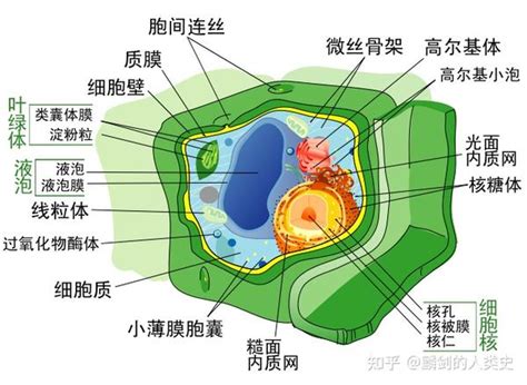 地球生物全系列从单细胞到人类真核生物域 知乎