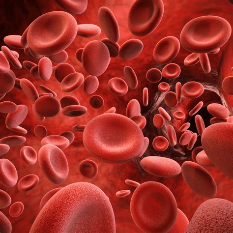 Importance Of The Endothelium In Cardiovascular Health