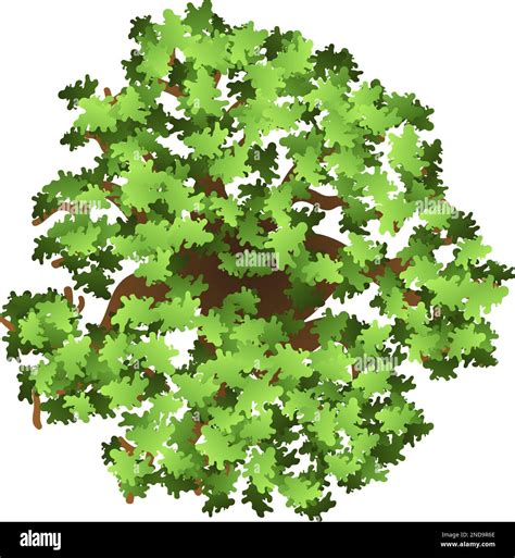 Tree From Above Landscape Map Top View Element Stock Vector Image