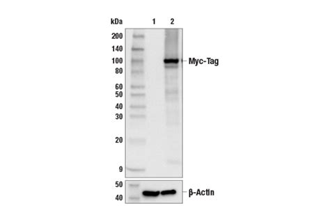 Mouse Anti Myc Antibody Cell Signaling Technology