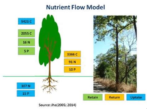 Indicates Quantity Of Nutrient Flow In Different Processes Occurring In Download Scientific