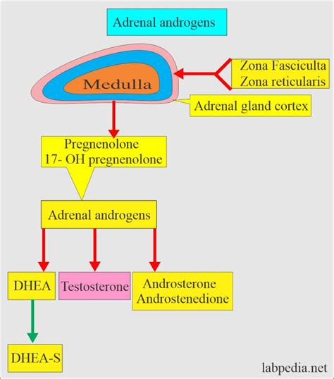 Androstenedione Ad Dhea S Dehydroepiandrosterone Sulphate Dhea