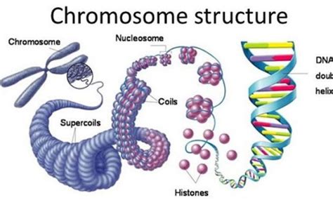 The Macrostructure Of Dna Is Which Of The Following