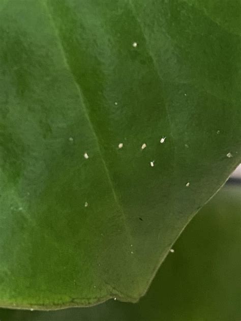 Spider Mites Or Neoseiulus Californicus R Peperomia