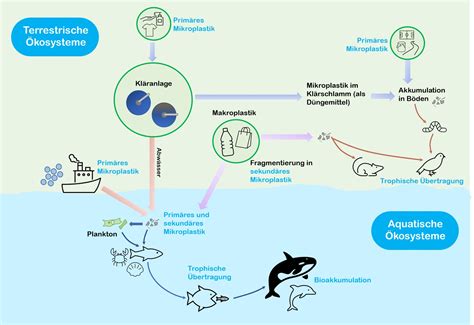 Auswirkungen Von Mikroplastik Auf Die Tierwelt Wasser 3 0
