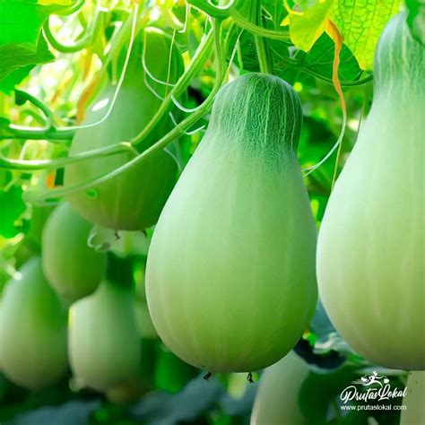 Kundol Winter Melon Mga Nakakamangha Na Health Benefits Alamin