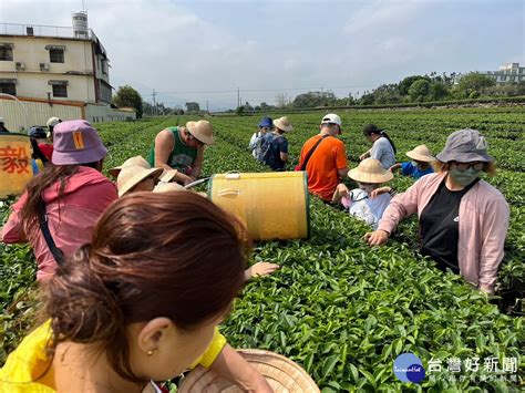 探索茶香世界親子農樂會 竹山兒童月暢遊茶園體驗之旅