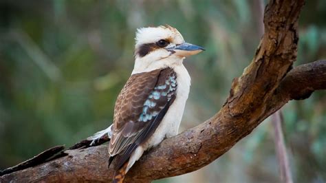 Kookaburra Abc News