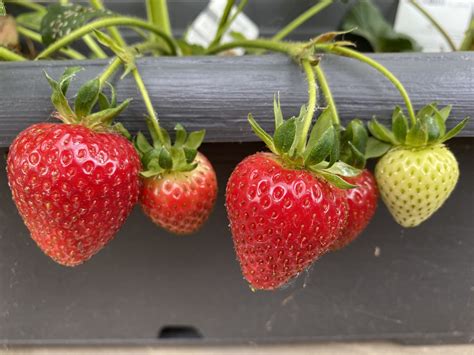 Vegetables Seeds To Sow In June Sow Grow Uk