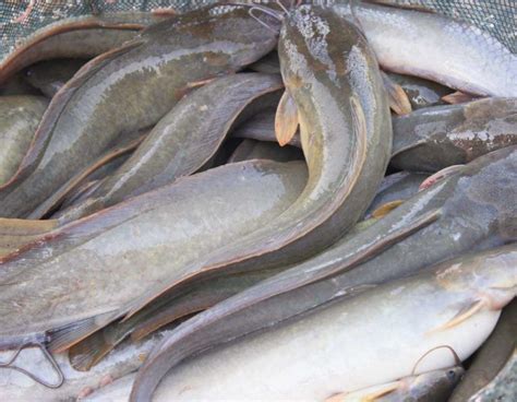 ត្រី ៤ ប្រភេទ ទីផ្សារកូរ៉េនិងម៉ាឡេស៊ី ហ៊ាន ឲ្យ តម្លៃ ខ្ពស់ បើ កសិករ ខ្មែរ អាច ចិញ្ចឹម មាន