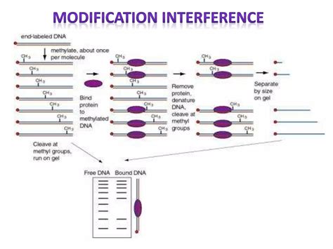 Dna Binding Protein Motif Pptx Chemistry Science