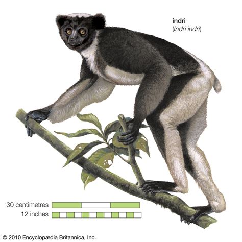 Indri Endangered Vulnerable Critically Endangered Britannica