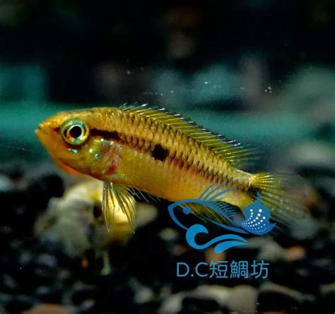 2023 WF1泰菲阿卡西短鯛照片對魚一對 DC短鯛坊