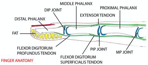 Hinge Joint Finger