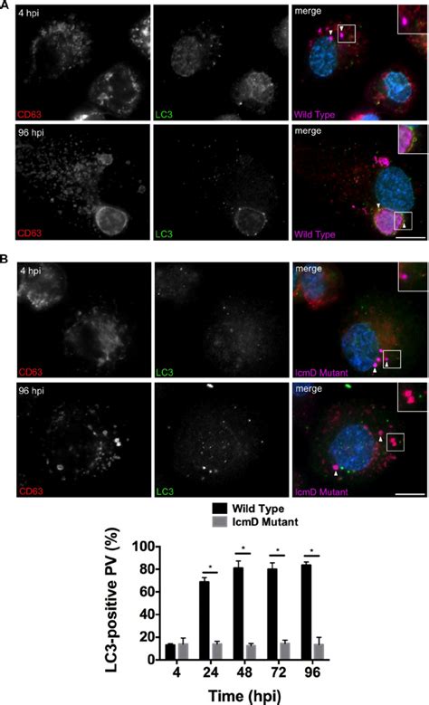 T4ss Dependent Recruitment Of Lc3 To Pv In Thp 1 Cells Macrophage Like