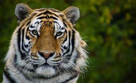 10 საინტერესო ფაქტი ვეფხვის შესახებ